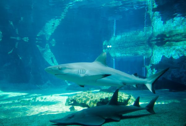 UShaka Marine World Archives - KAYA 959