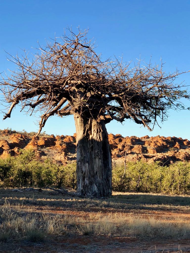 My Mapungubwe Experience: A exhilarating encounter of restoration