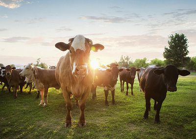 Understanding livestock wealth growth through a crowd-farming platform
