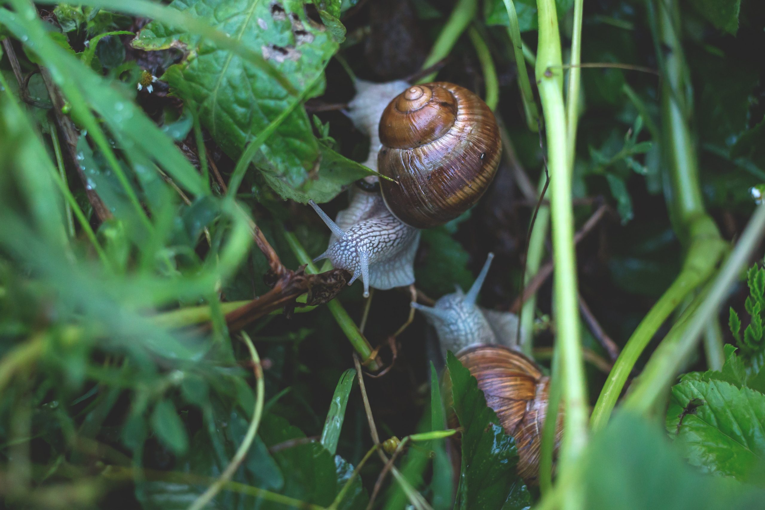 Three natural ways to control snails in your garden - KAYA 959