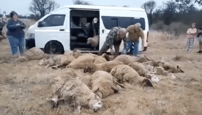 WATCH: Taxi transporting 28 stolen sheep intercepted near Potchefstroom