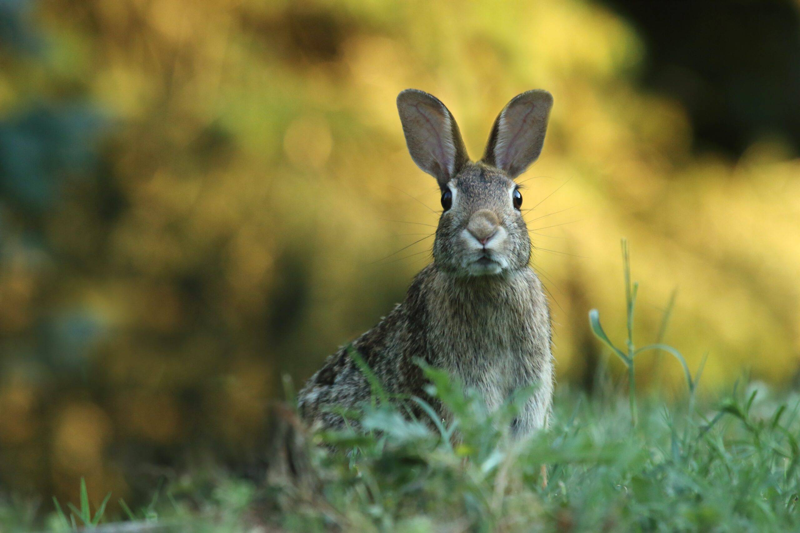 An outbreak of Rabbit Hemorrhagic Disease (RHD) confirmed in the ...