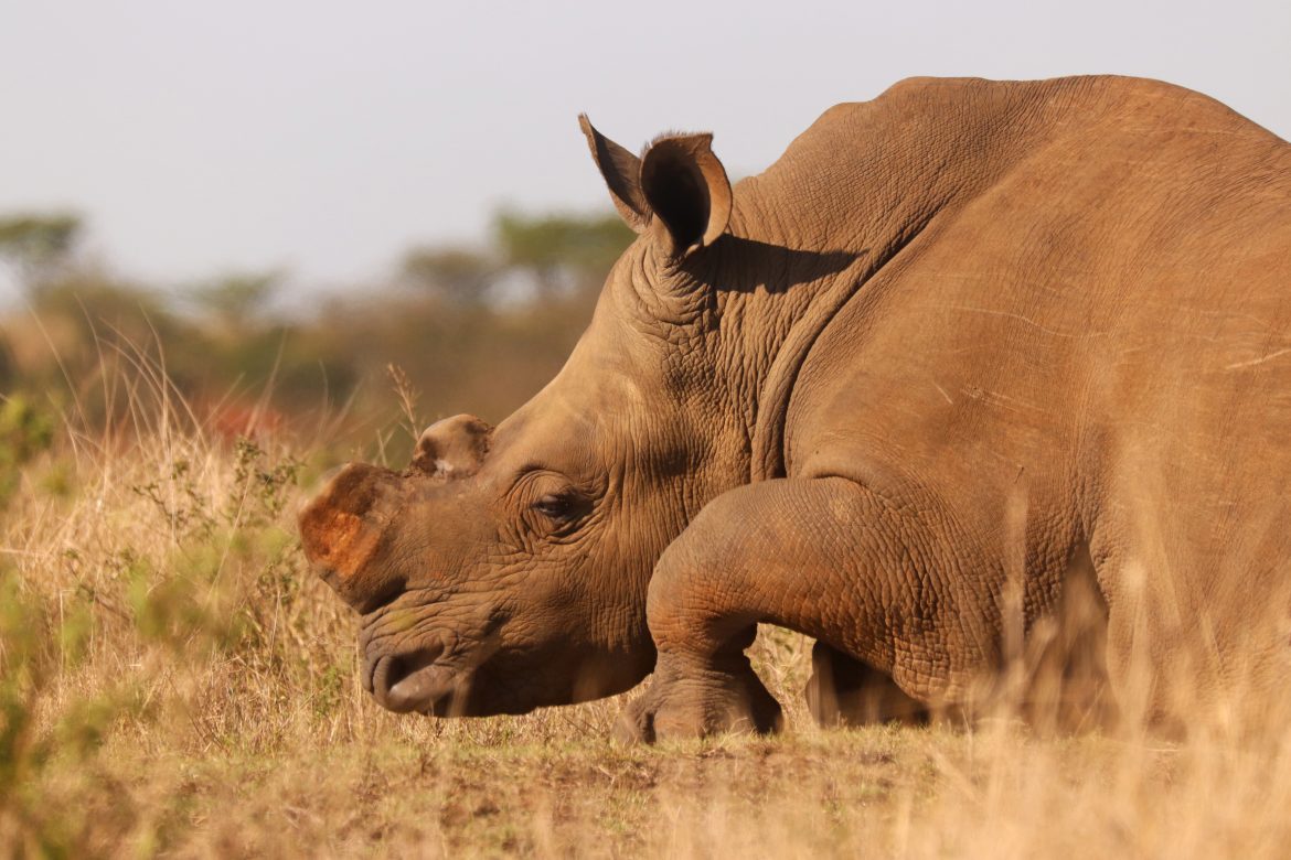 Alleged poacher found dead in Kruger National Park after shootout